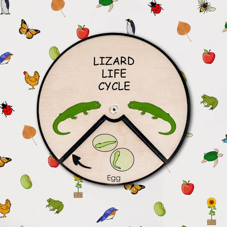 Lizard Life Cycle – BY-AT